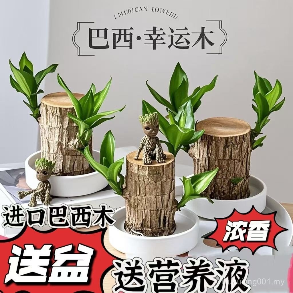 Brazilian Wood Water Raising Lucky Wood Flowering Groot Tree People ...