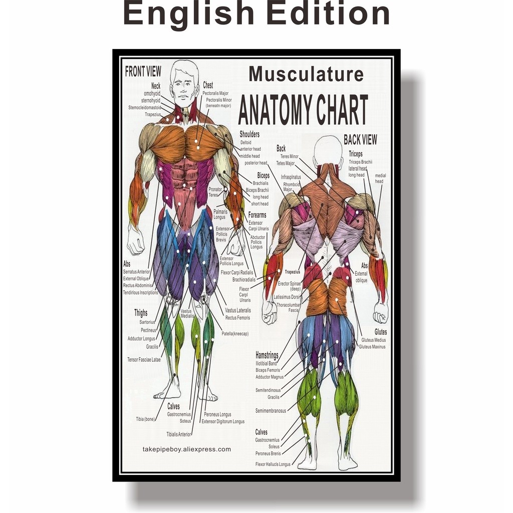 Muscle System Anatomy Poster Chart Human Body Education | Shopee Malaysia