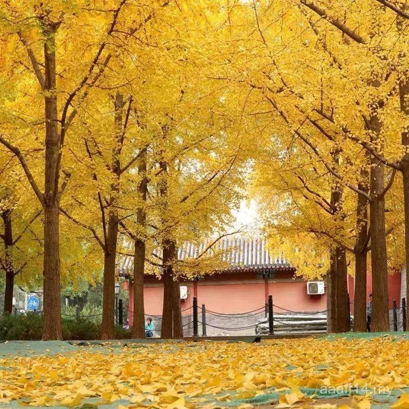 Ginkgo Tree Living a Seedling Gold Leaf Ginkgo Tree Seedling Courtyard ...