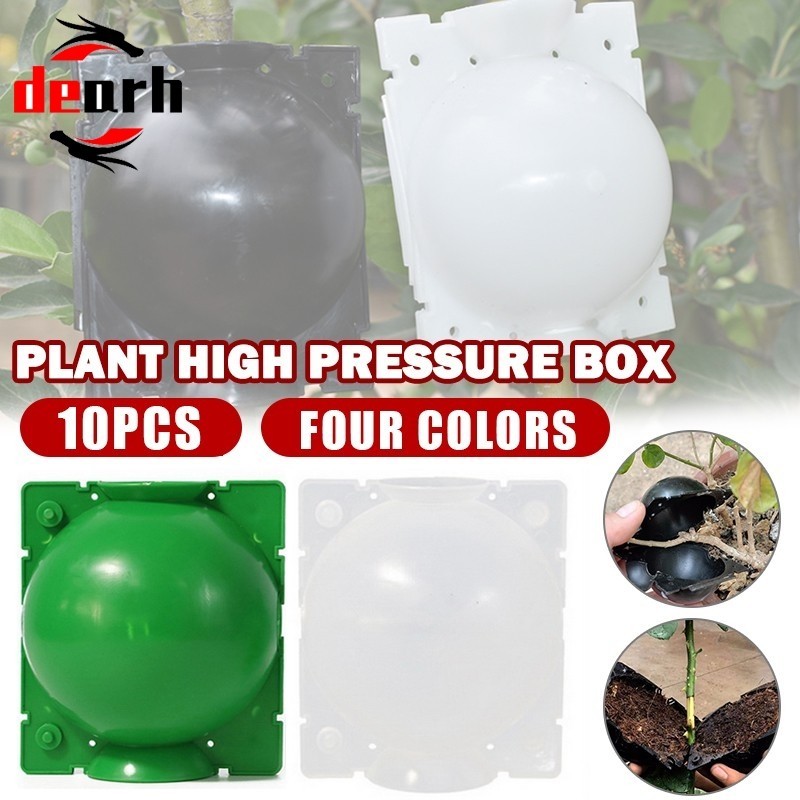 10pcs grafted rooter tree high altitude pressure branch plant ...