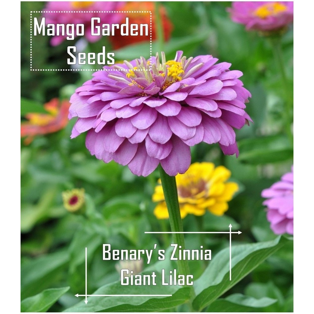 Benary Giant Lilac Zinnia Seeds - 20 Seed *Pot Friendly* Tanam Pasu ...