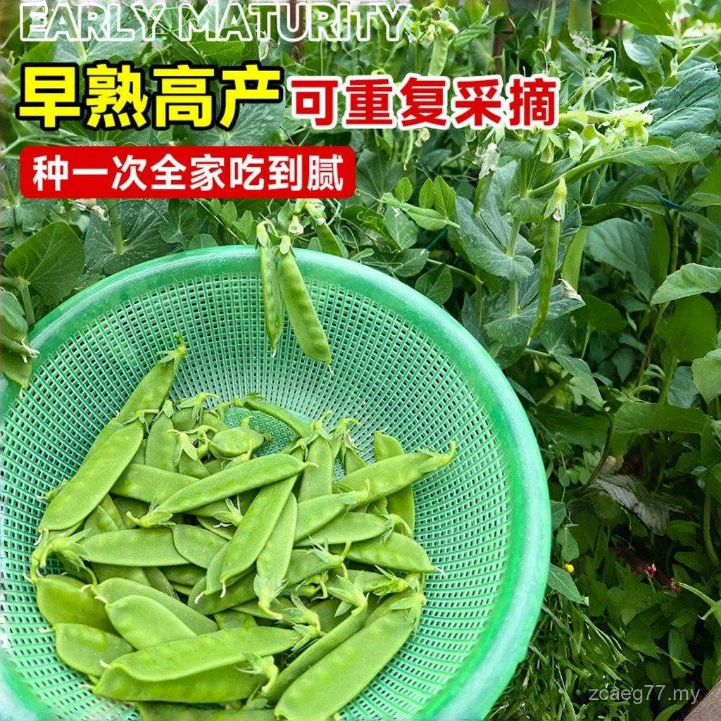 Soft Pods Sweet Crispy Dutch Bean Seeds Pea Sprouts Four Seasons Sowing ...