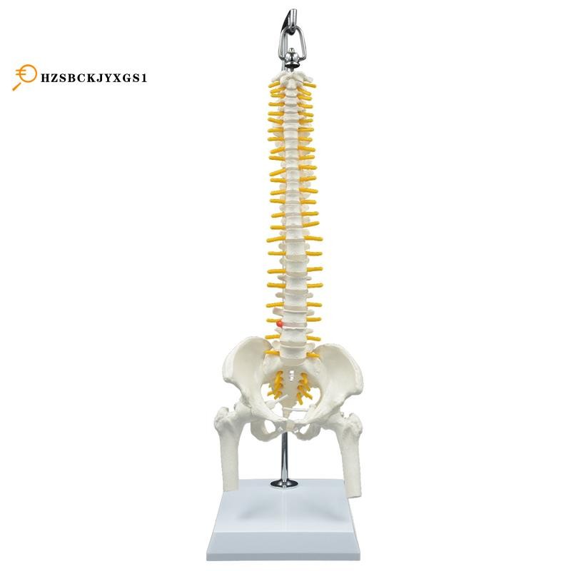 45CM Human Spine with Pelvis Model Human Anatomical Anatomy Spine Model ...