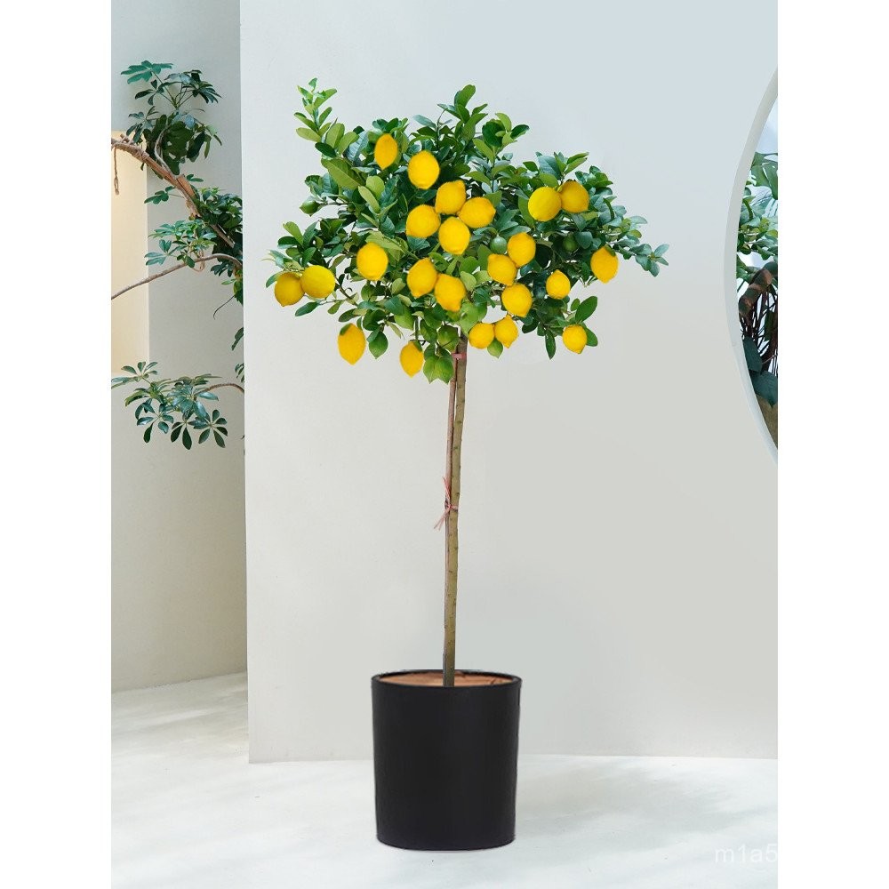 Lemon Tree Potted Plant Edible with Fruit Large Green Plant Indoor ...