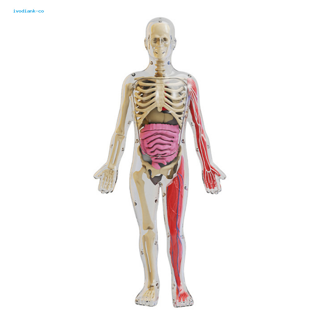 ivodiank Realistic Anatomy Model Educational Anatomy Model Glow-in-the ...
