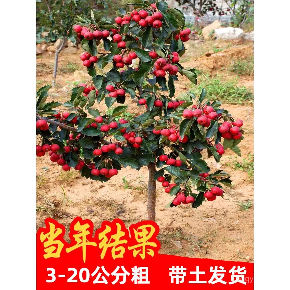 Extra Large Hawthorn Tree Living Seedlings with Soil Balls Old Pile ...