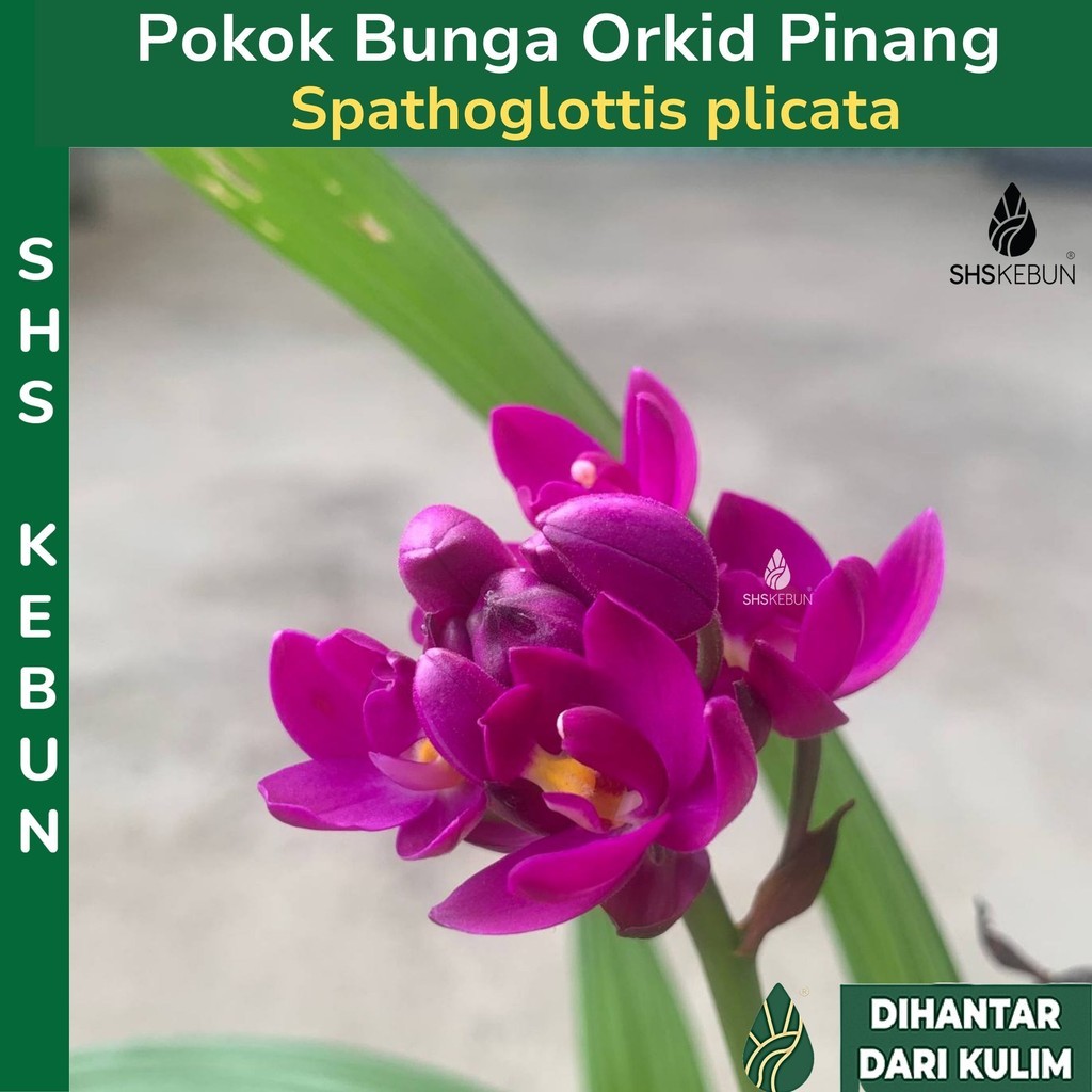 Pokok Bunga Orkid Pinang Pokok Hiasan Bunga Cantik 兰花 Ungu Orchid Plant ...