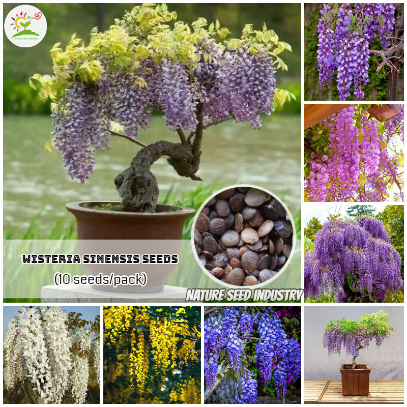 Benih Bunga Wisteria Flower Seeds for Planting 10pcs Air Purifying ...