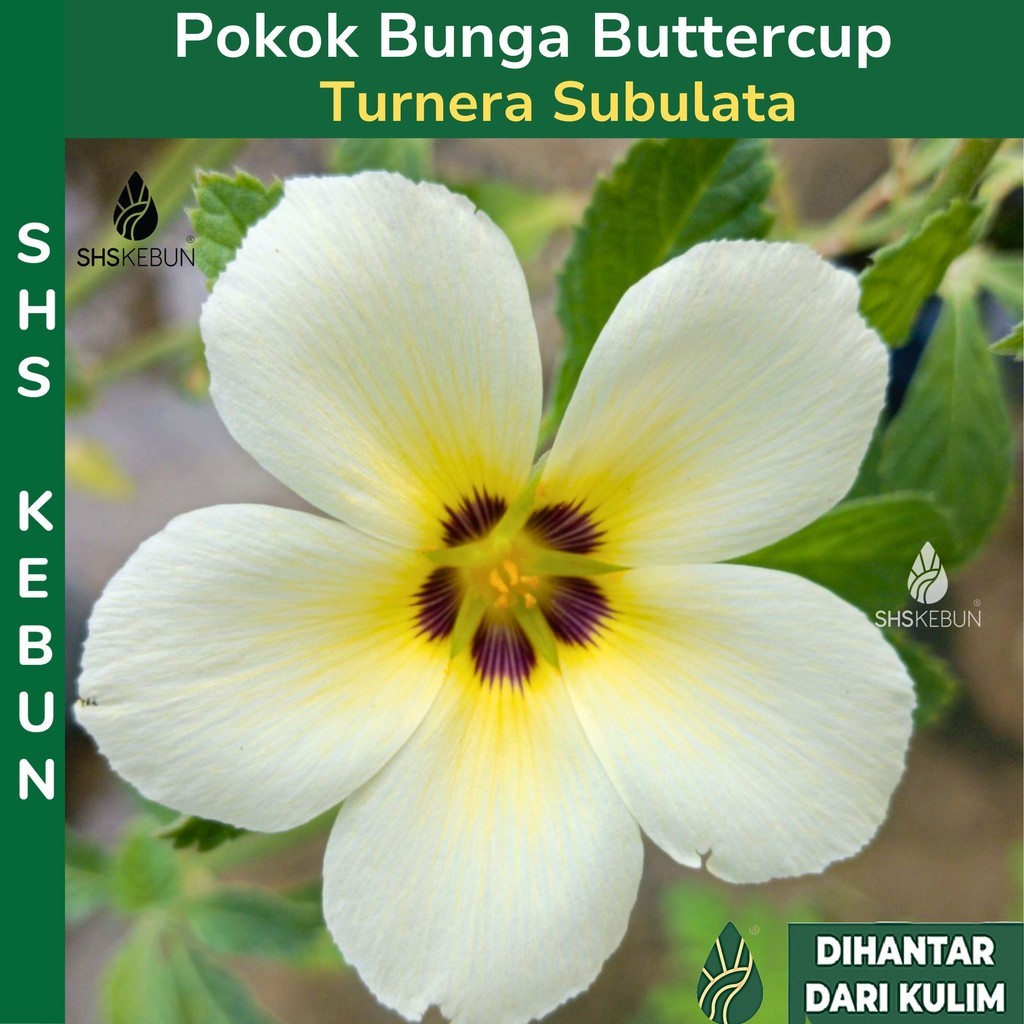 Pokok Bunga Turnera Subulata Kuning Putih Turnera Subulata Plant Live ...