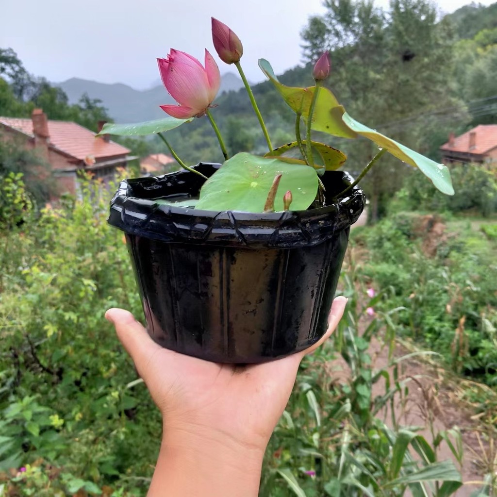 [99% Praise Rate] Bowl Lotus Mini Lotus Species Summer Balcony Aquatic ...