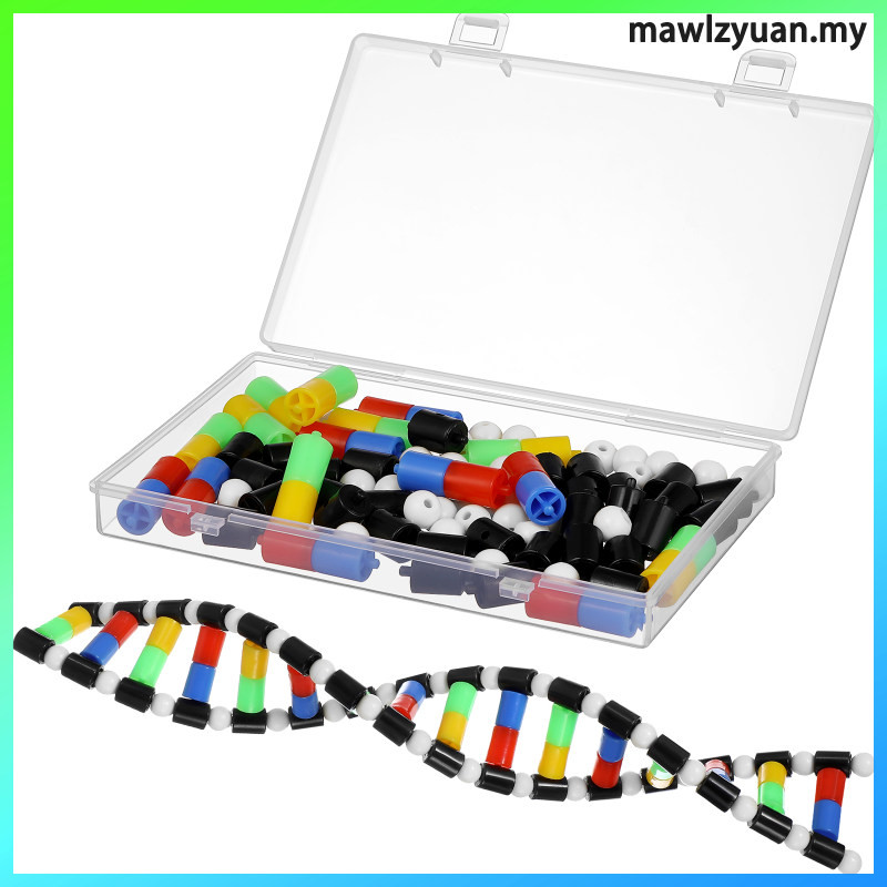 Double Helix Models Poster Biological Teaching Aids Class Dna Building ...