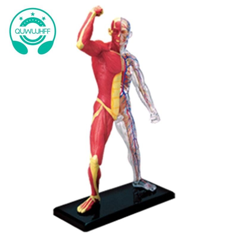 Human Body Model Removable Parts Education Organs Model(Muscle Model ...