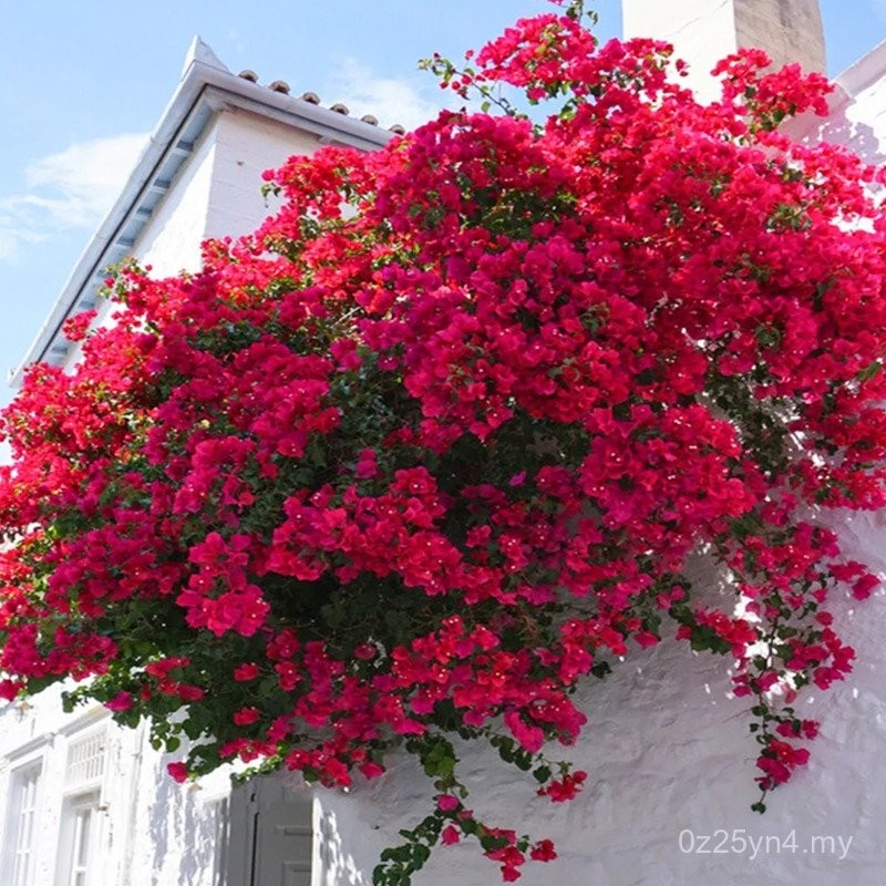 Bougainvillea Memanjat Anggur Anak Benih Besar Khas Bunga Kelopak Dua ...