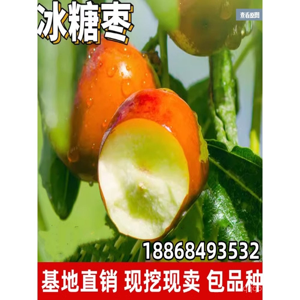 Rock Sugar Date Tree Living Seedlings North South Local Planting Extra ...