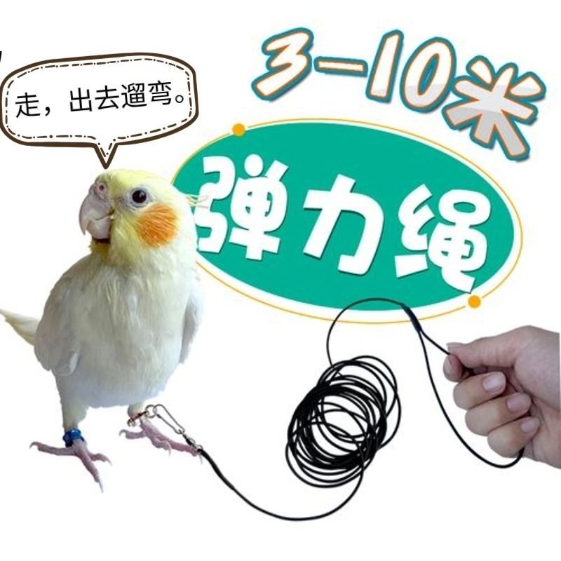 Parrot bird uses ultra-light flying rope to pull extension r Parrot ...