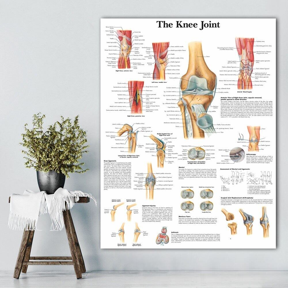 Print Canvas Home Knee Joint Decor Wall Art Anatomy Painting Modular ...