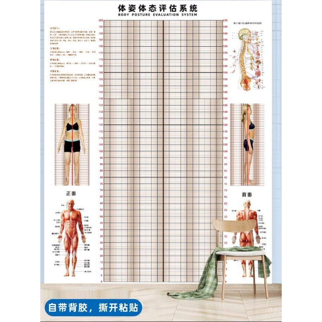 Posture Assessment Sheet Wall Stickers Gym Posture Measurement Grid ...