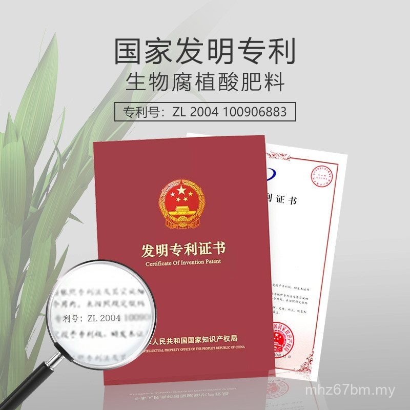 Baja Buluh Oak Daun Kecil Baja Khas Buluh Beras Buluh Penyelesaian ...