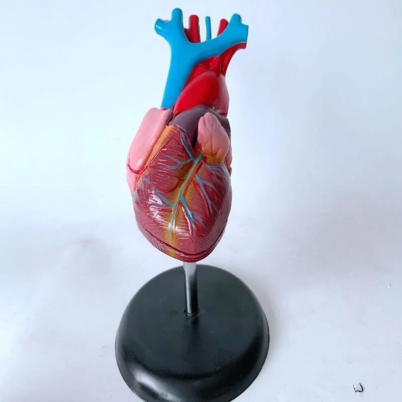 Adult Heart Model One-to-One Human Body Model Internal Ox Anatomy Model ...