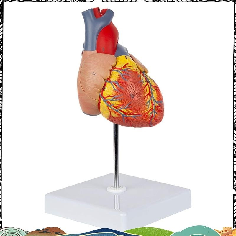 Heart Model 2 Part Deluxe Life Size Human Heart Replica With 34