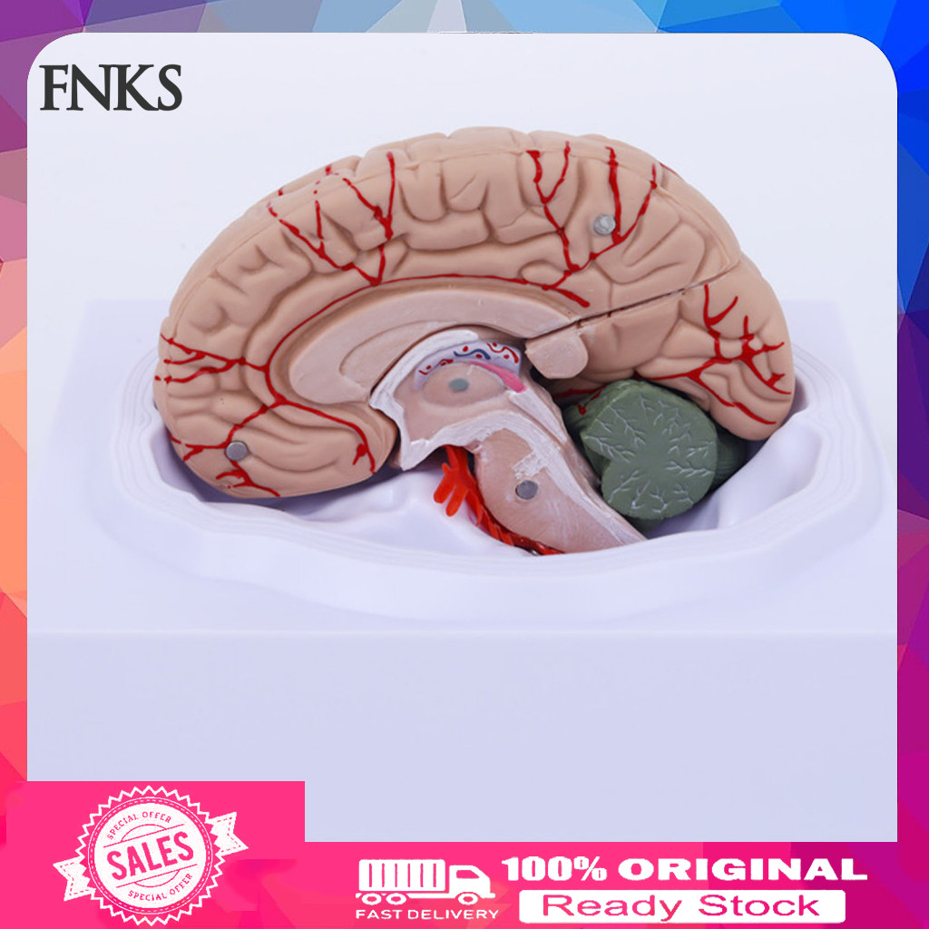 [Ready stock] Human Brain Model Simulation 8-Part PVC Life-size Anatomy ...