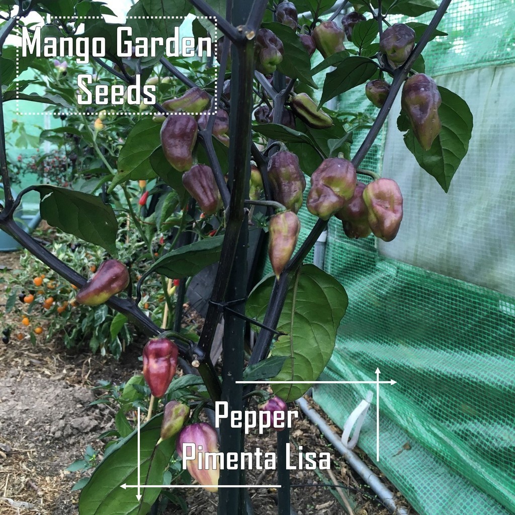 Pimenta Lisa Pepper Seeds - 5 Seed *Pot Friendly* Tanam Pasu Cili ...