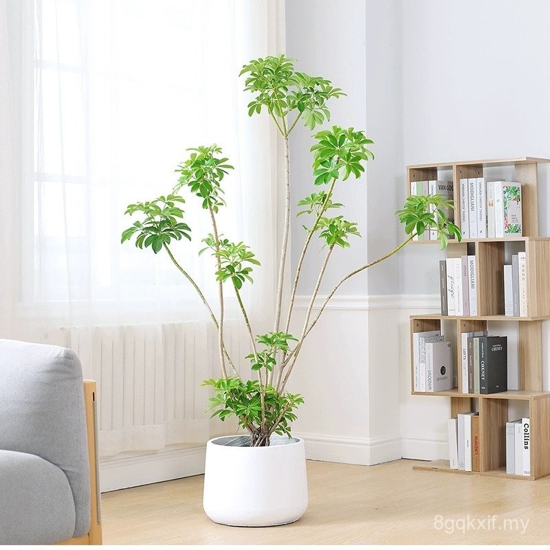 2025 Dalaman Besar Pasu Lily Buluh Pokok Lemon Burung Syurga Dracaena ...