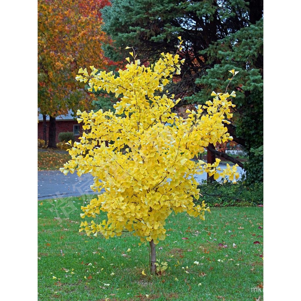 Gold Leaf Ginkgo Saplings White Fruit Living Seedlings Courtyard ...