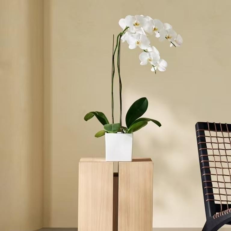 Meja Sudut Persegi Meja Sisi Sofa Oak Putih Ruang Tamu Stand Bunga Gaya ...