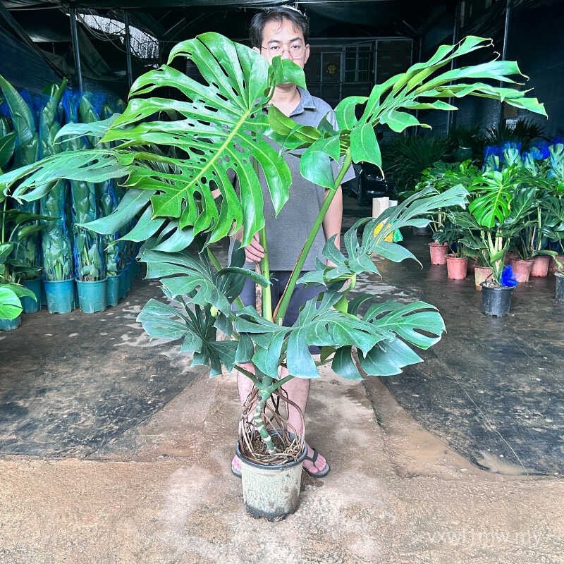Bentuk bonsai pokok monstera daun besar, ruang tamu, ruang tamu ...