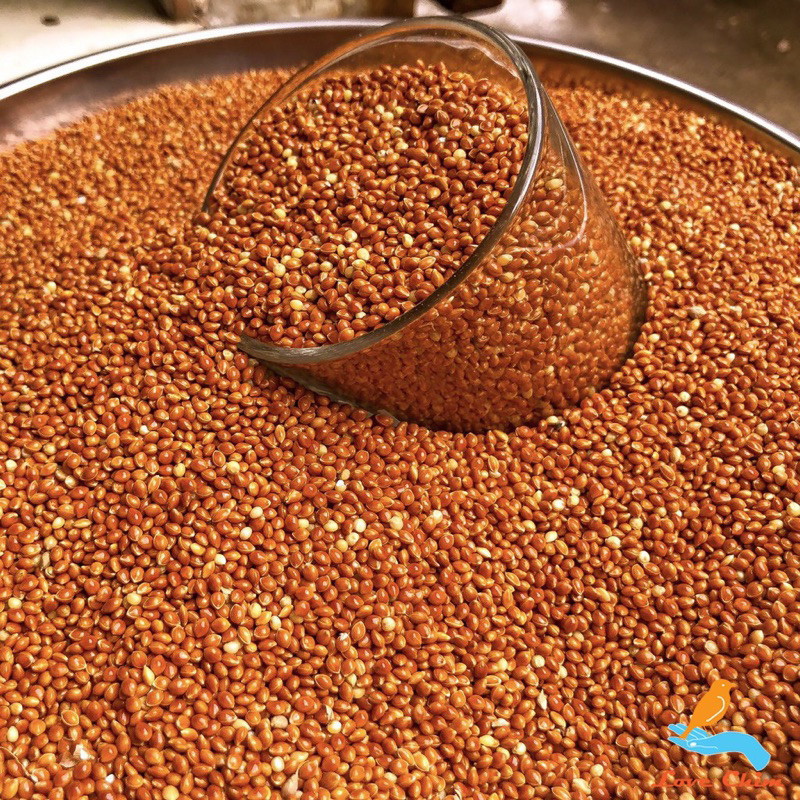 Millet seeds for cuckoos 1kg packaged for barracuda parrots, quality ...