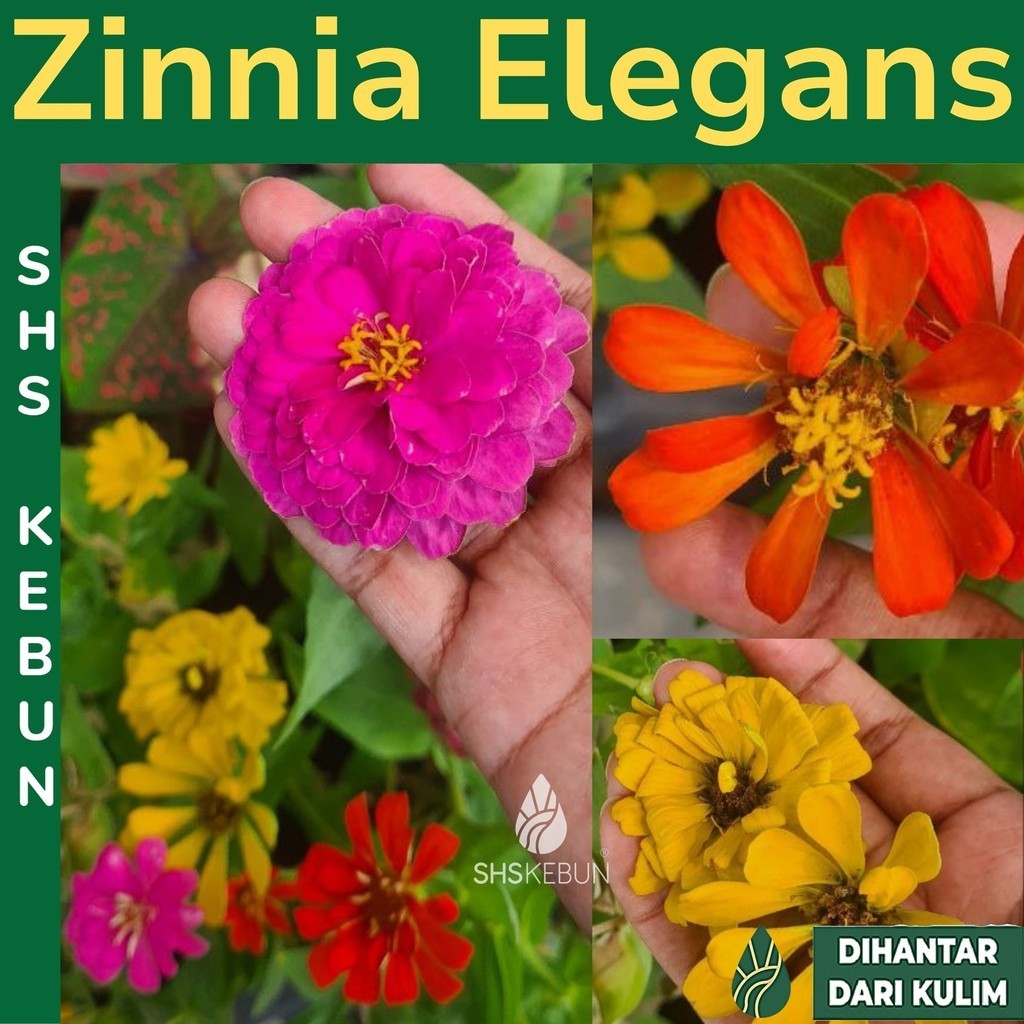 Pokok Zinnia Elegans Pokok Bunga Zinnia Ornamental Plant Live Pokok ...