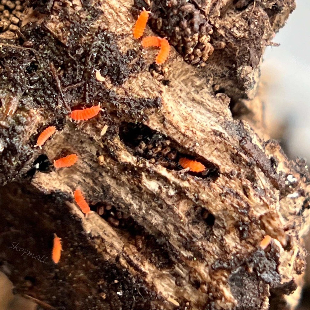 Orange Springtail Clean Up Crew for Terrarium | Shopee Malaysia