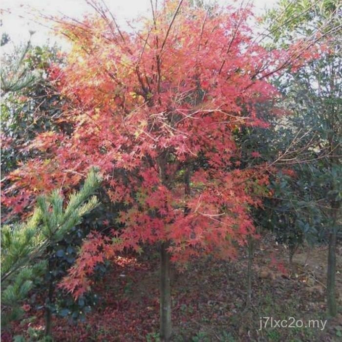 Anak Benih Landskap Bergumpal Daun Kecil Cakar Ayam Maple Tunggul Hutan ...