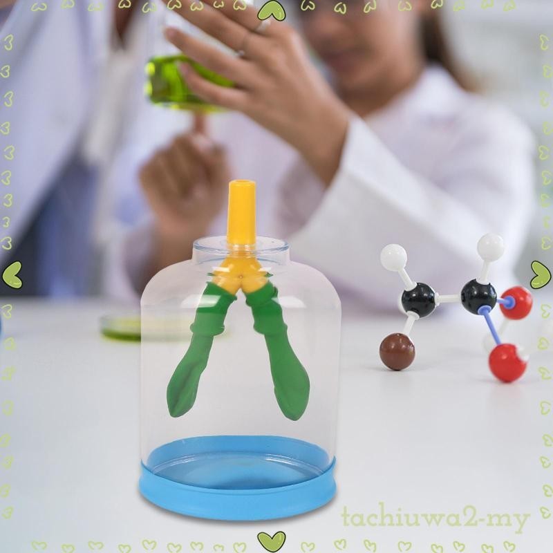 [TachiuwadaMY] Lung Respiration Demonstration Model, Classroom Teaching ...