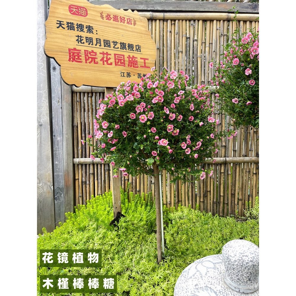 Anak Benih Bunga Lollipop Bunga Raya Kecil Anak Benih Bunga Raya ...