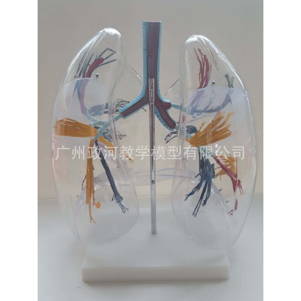 Model Segmen Paru-paru Lutsinar Model Paru-paru Manusia Model Sistem ...