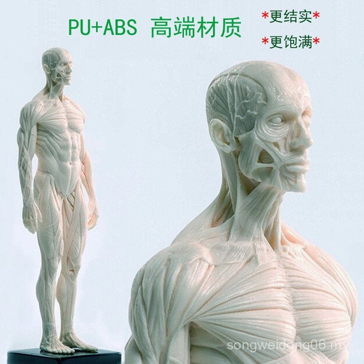 30cm Whole Body Medical Use Human Body Muscle Bone Anatomy Structure ...