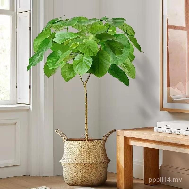 Japanese Love Ficus Potted Heart Leaf Umbrella Ficus Big Leaf Plants ...