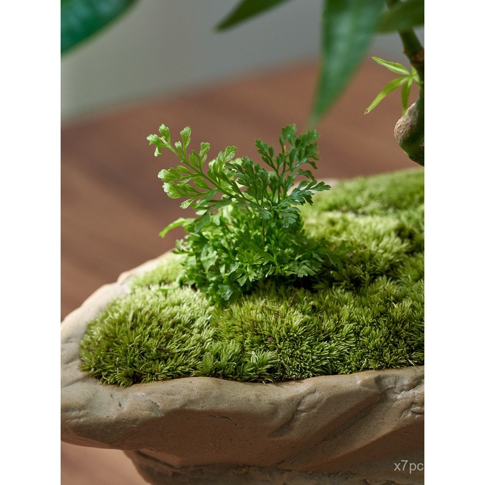 Tumbuhan hijau pokok kekayaan, bonsai dalaman, komputer meja urusan ...