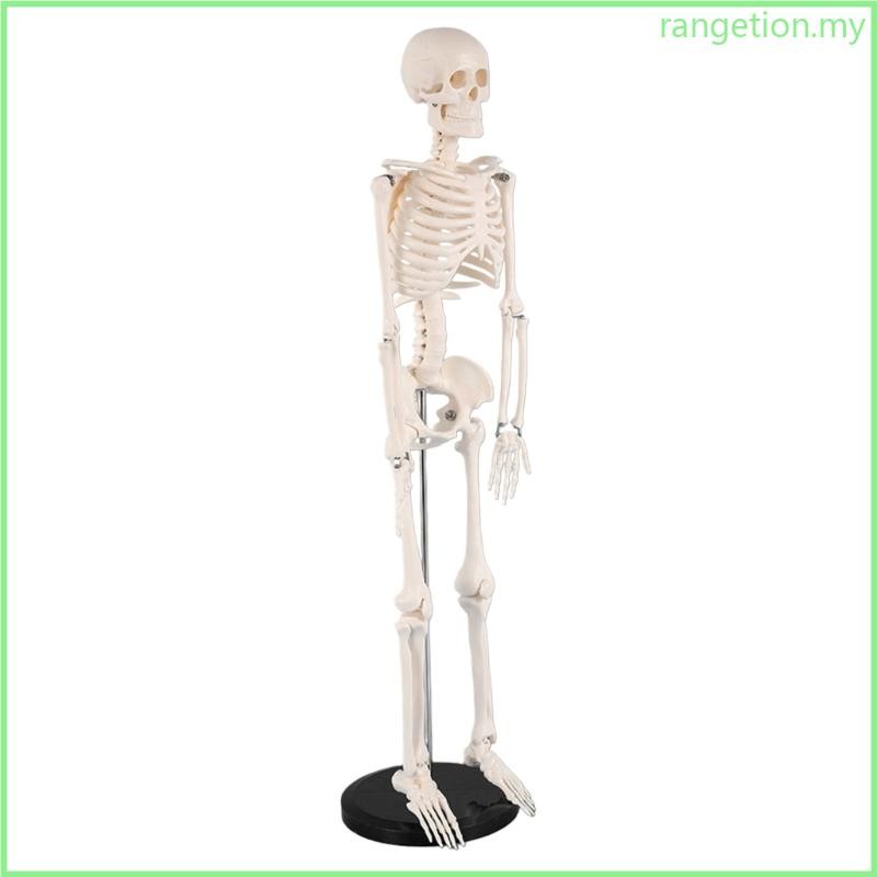 RAN Anatomical Human Skeleton Model 1 2 Life Size Human Bone Anatomy ...