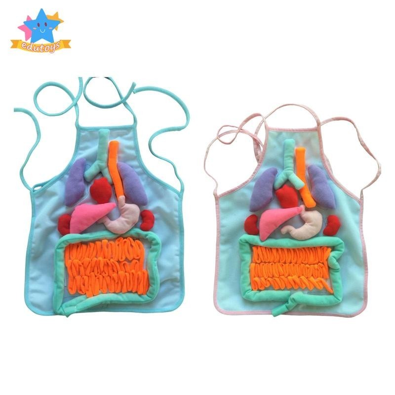 [Edstars] 3D Organ Apron Awareness Early Childhood Science Preschool ...