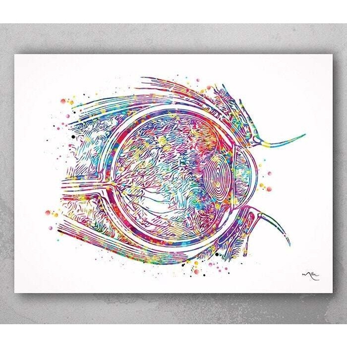 Eye Cross Section Watercolor Print Eye Anatomy Optometrist Optician ...