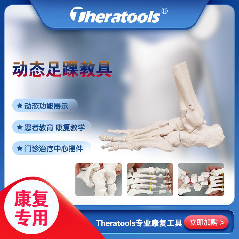 The Ratools Ankle Ankle Ankle Joint Model Movable Dynamic Model ...