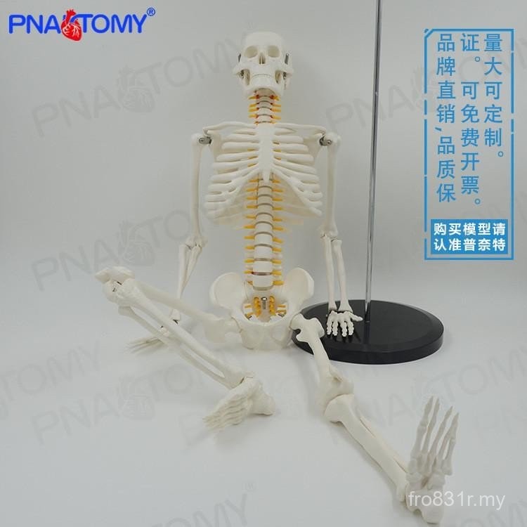 85sm Model Rangka Manusia Boleh Alih Simulasi Boleh Ditanggalkan Rangka ...