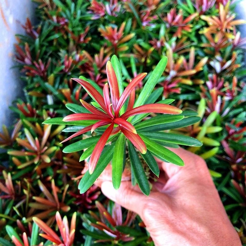 【名贵/易造型】(COD)/Rohansone Putik Merah Empat Musim/Four Seasons Red Bud ...