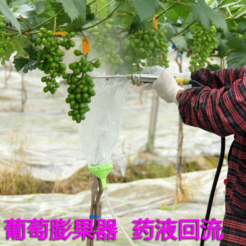 Pengembang Buah Anggur Membungkus Muncung Pengatoman Halus Refluks ...