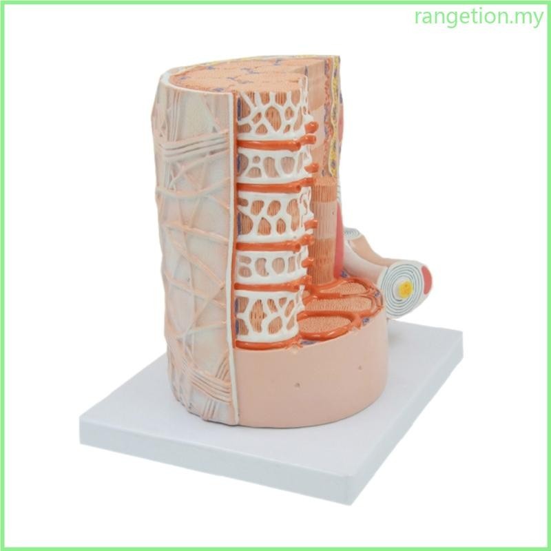 RAN Human Skeletal Muscle Fibers Anatomy Model Medical Teaching Aid ...