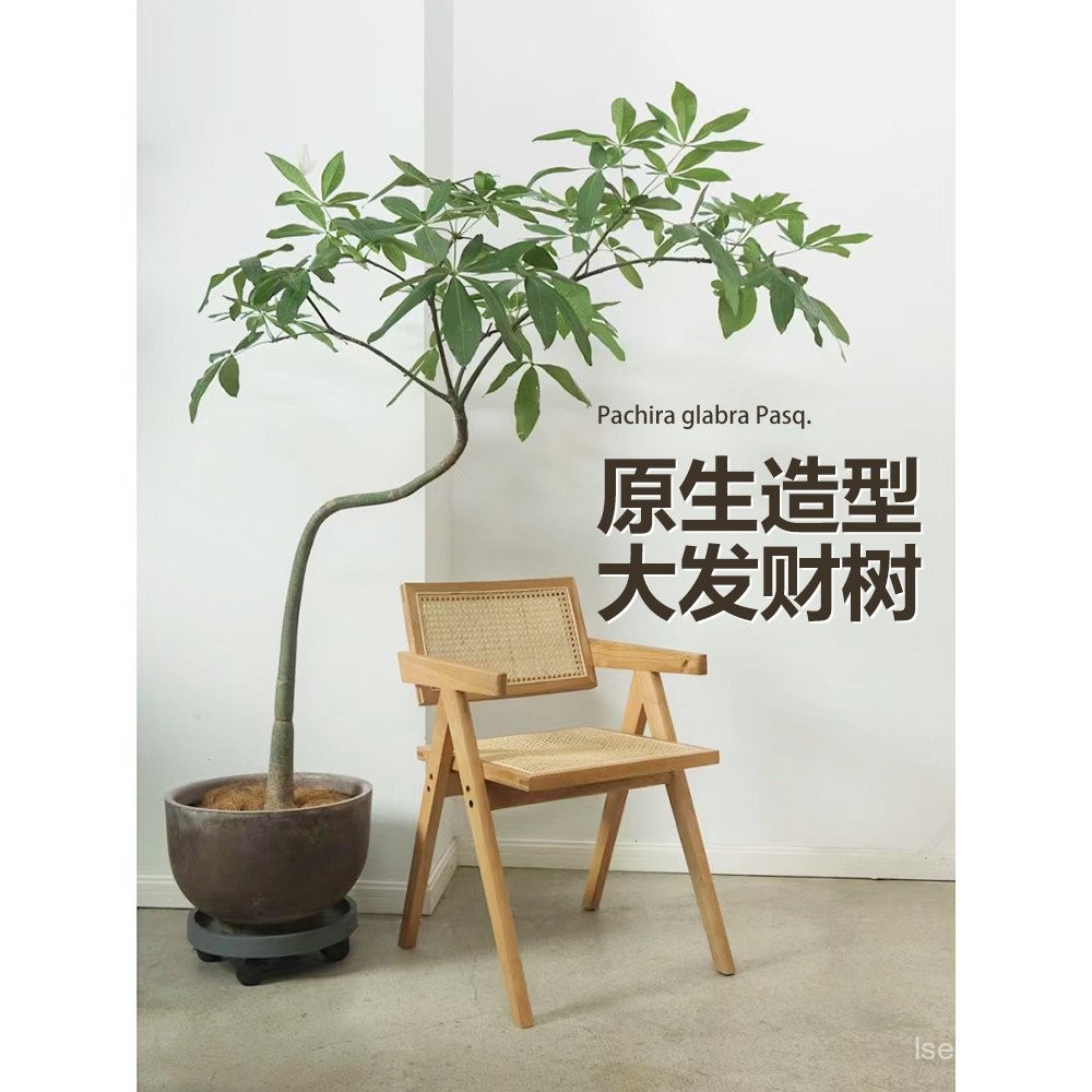 Native Fortune Tree Floating Branch Potted Plant Lucky Tree Large Green ...