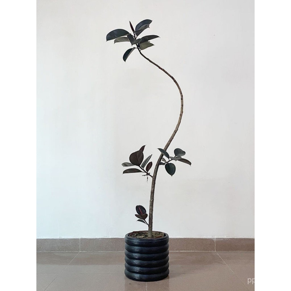 Floating Branch Shape Rubber Tree Black King Kong Nordic Indoor Living ...